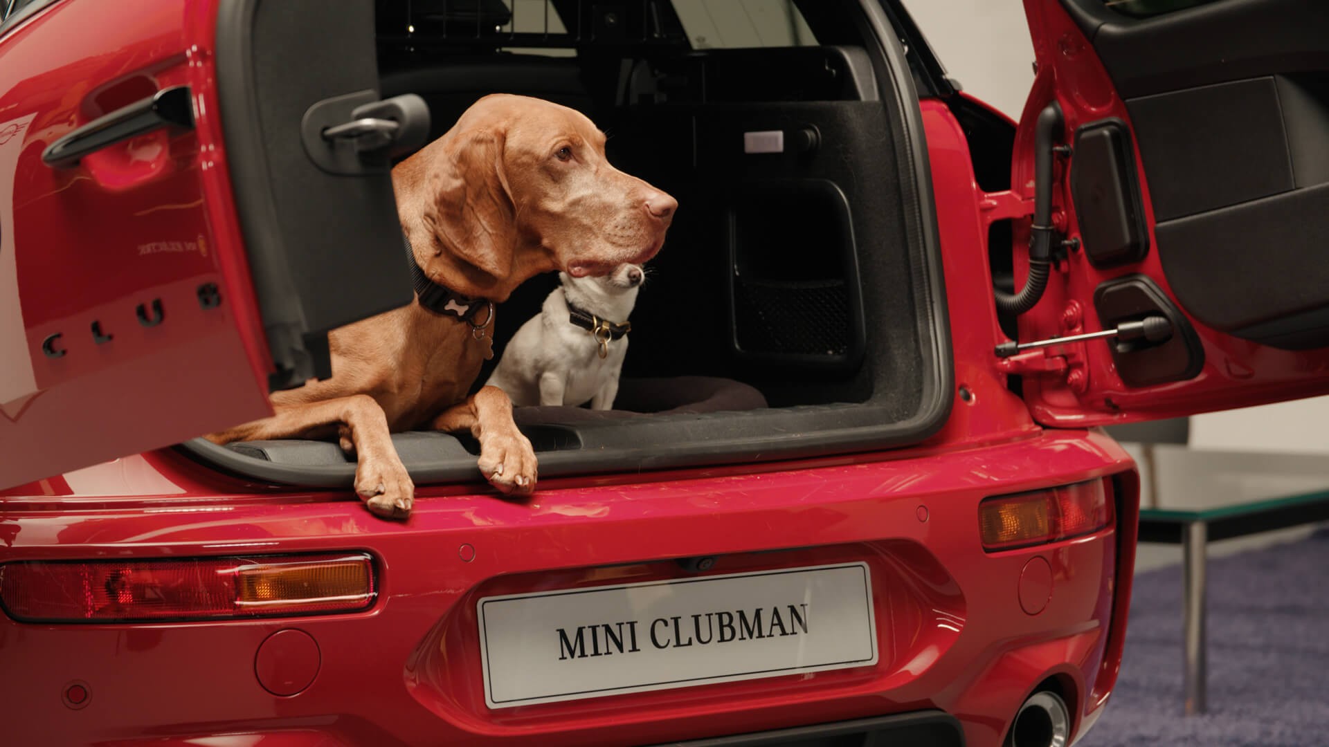 Car Accessories for Dogs | MINI Dogs Hub | MINI UK