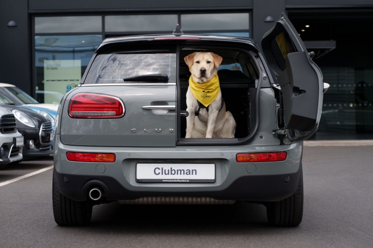 MINI Pooch Portraits Taken by You | MINI Dogs Hub | MINI UK